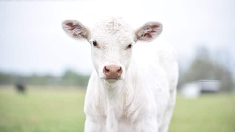 Calf Scours Symptoms Causes And Treatments Us Whip