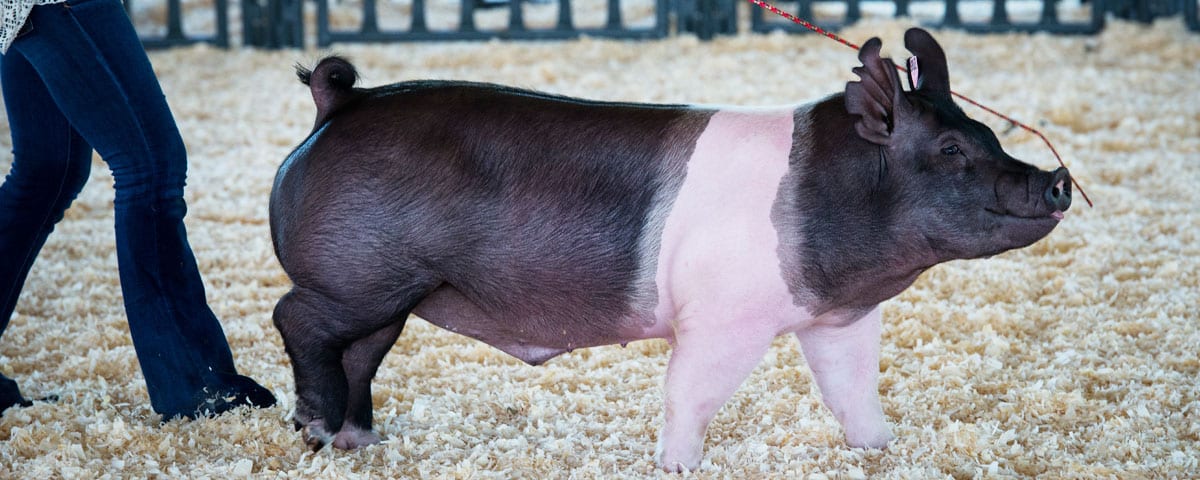 How To Keep Your Show Pig From Running - US Whip