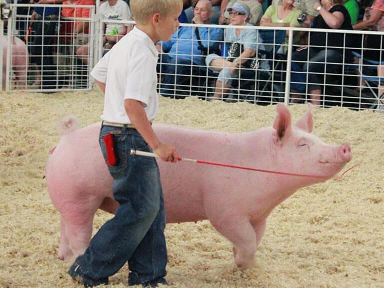 How To Keep Your Show Pig From Running - US Whip