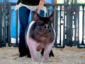 How To Keep Your Show Pig From Running - US Whip